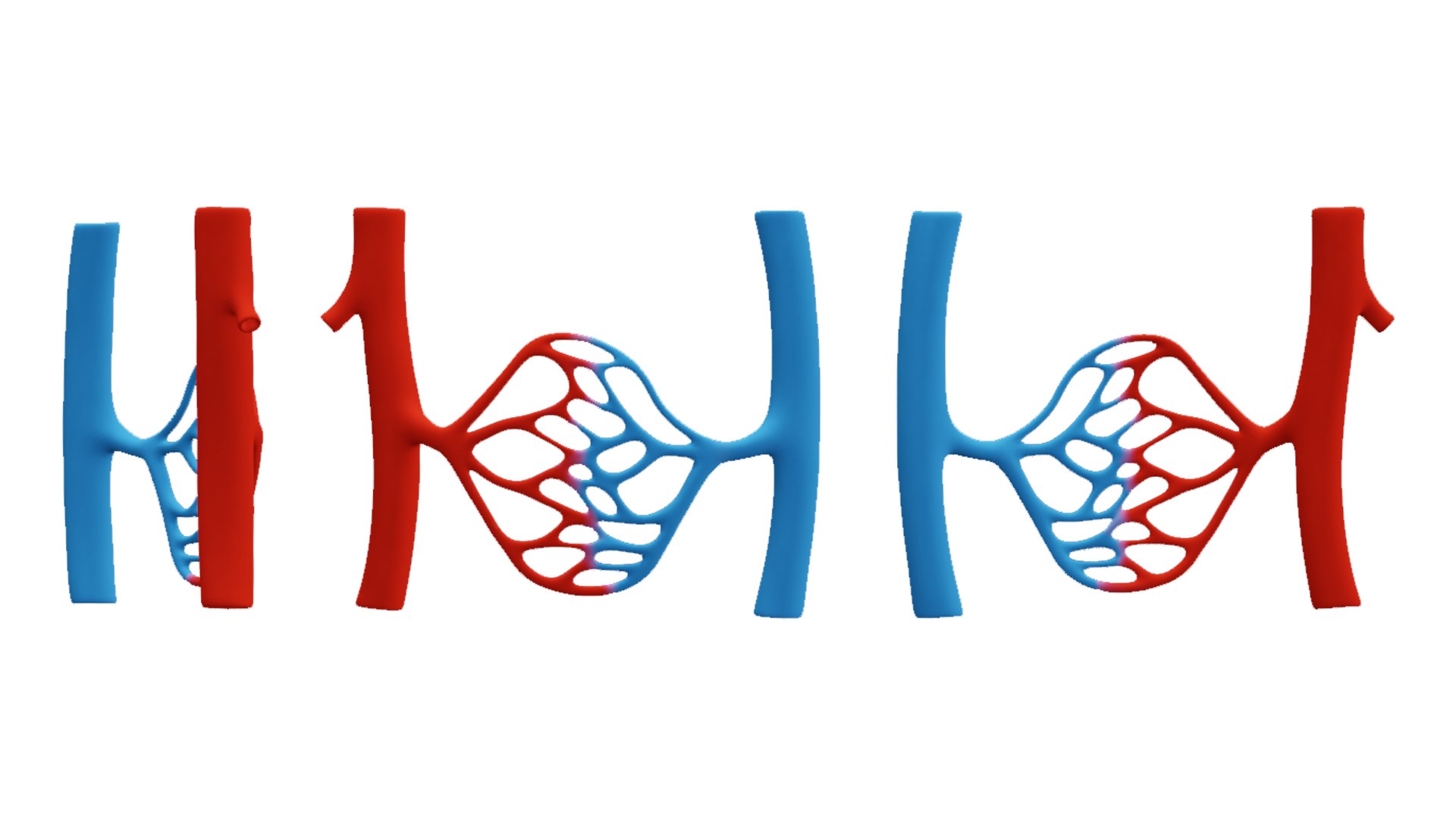 3D Blood Vessel Anatomy - TurboSquid 2037500