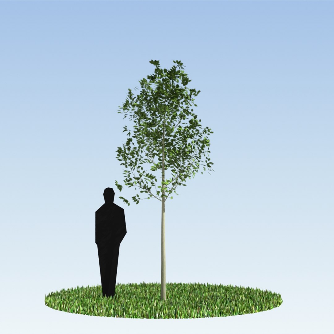3d Model Tree