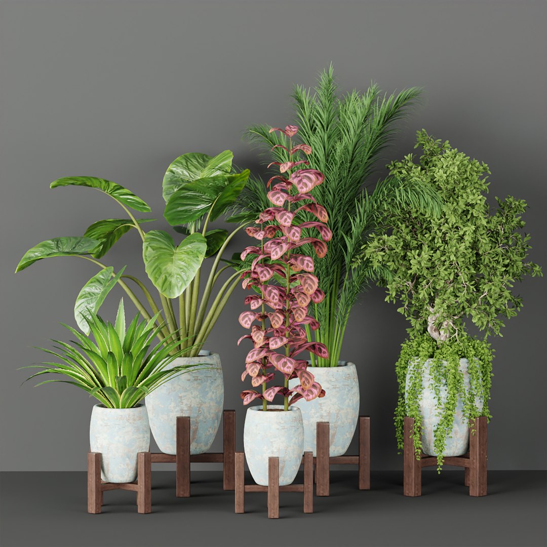 3D Indoor Plants Collection Vol 53 Model - TurboSquid 1957057