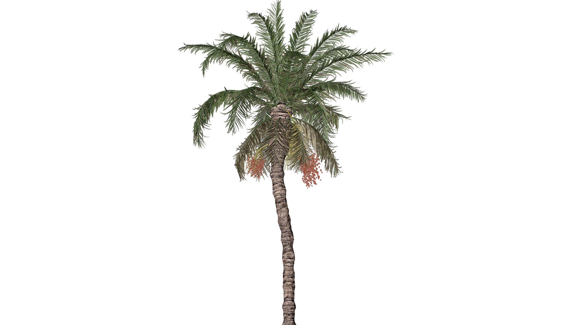 3D Date Palm Tree - 05 - - TurboSquid 2371950