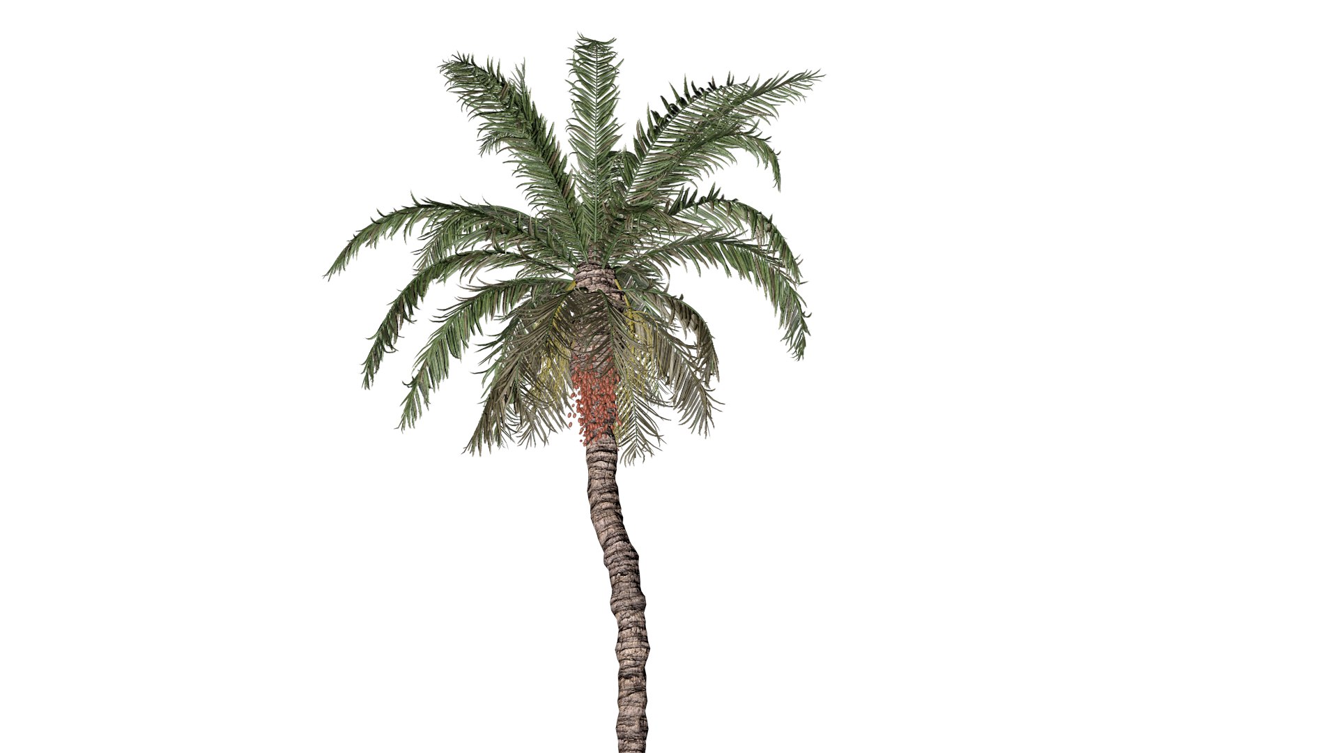 3D Date Palm Tree - 05 - - TurboSquid 2371950