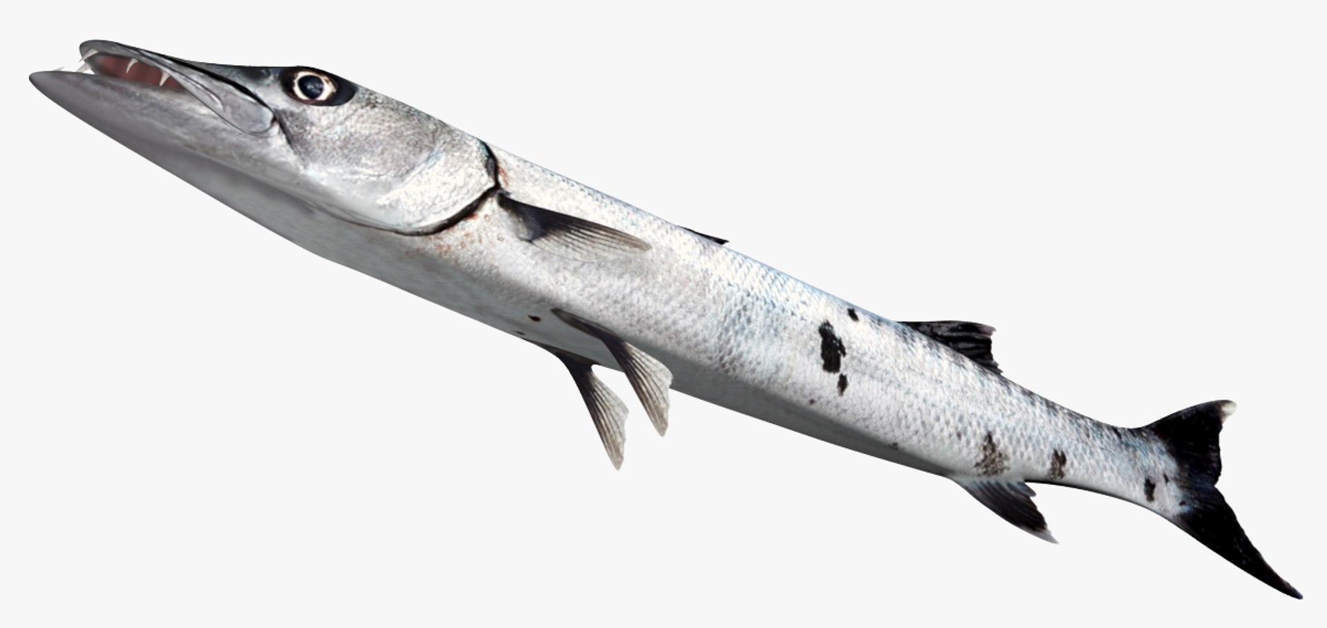 3D Barracuda Model - TurboSquid 1169617