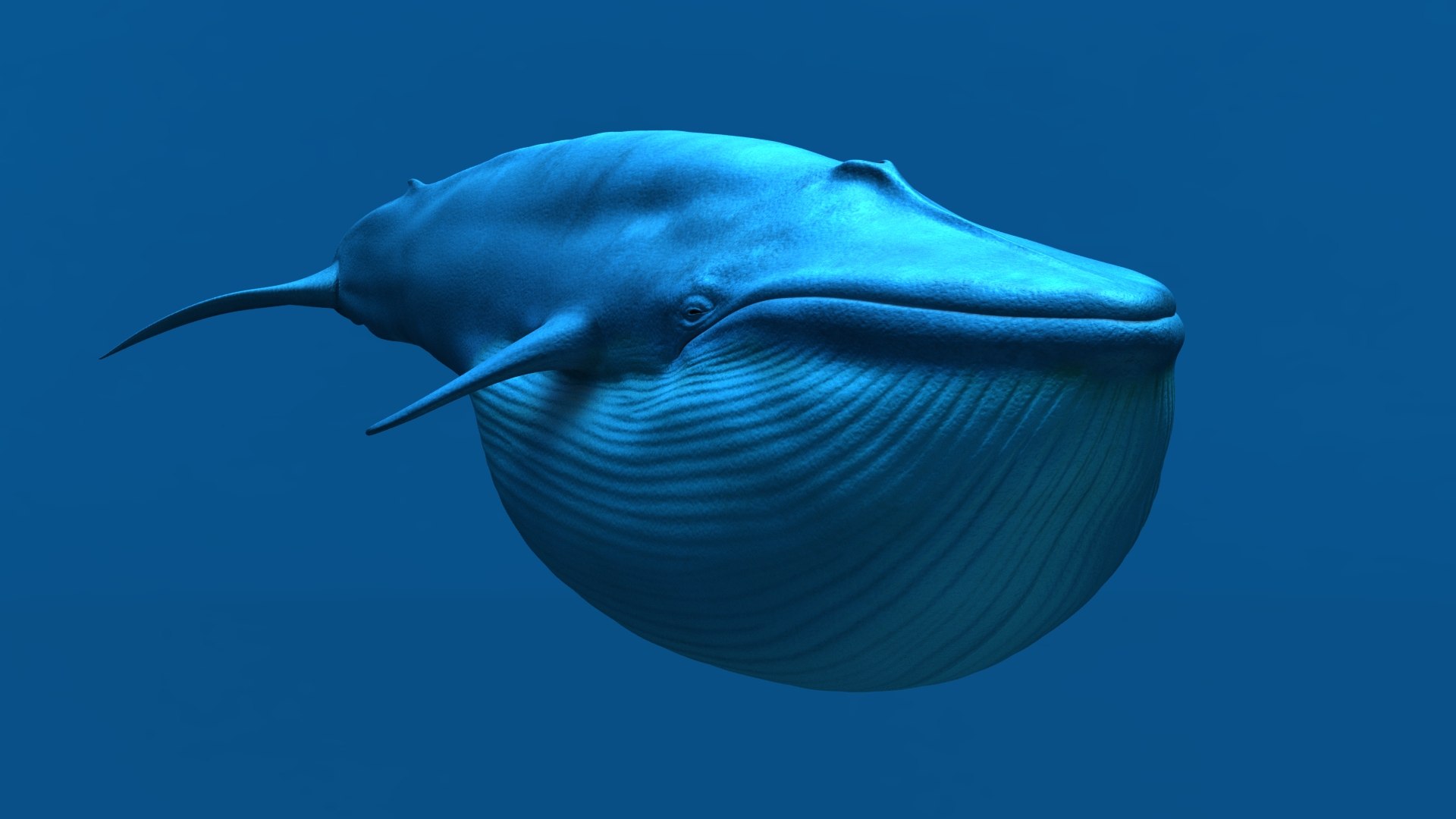 3D Blue Whale - TurboSquid 1638085