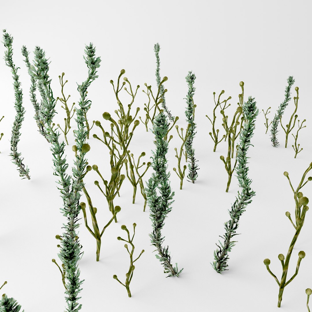 Pond Weed Model - TurboSquid 1737810