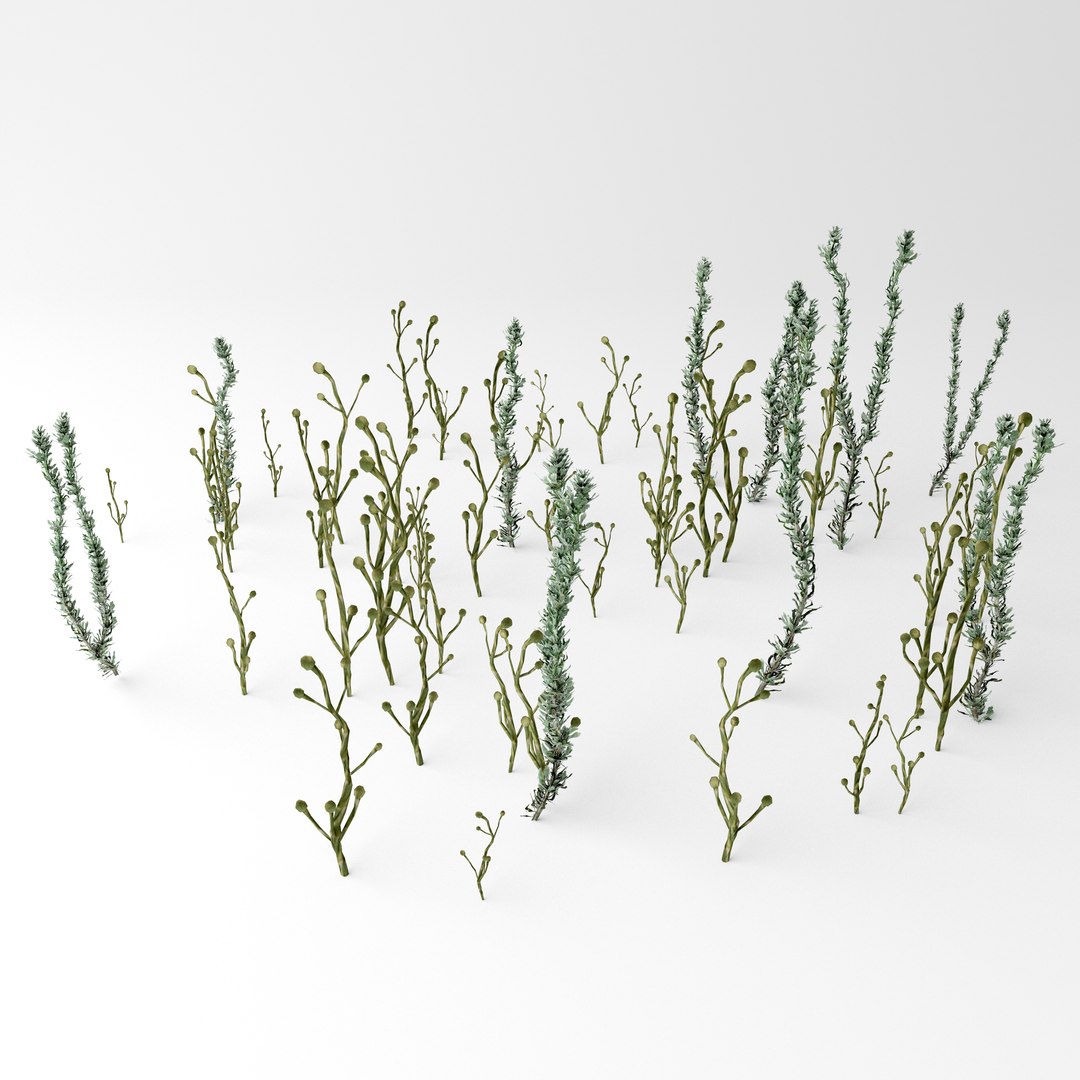 Pond weed model - TurboSquid 1737810