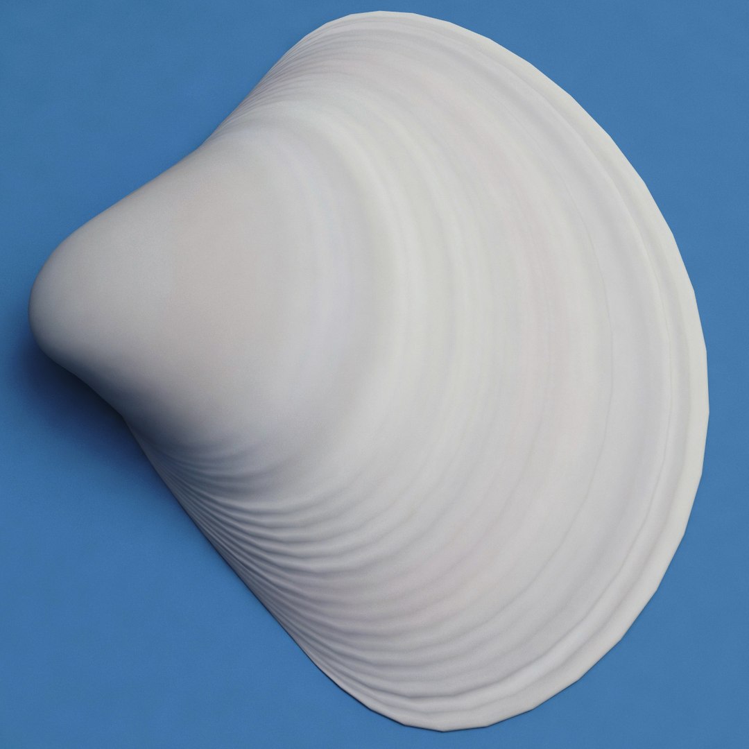 Ark Shell 3d Model