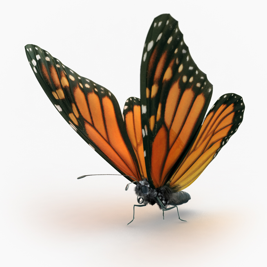 Monarch Butterfly Max