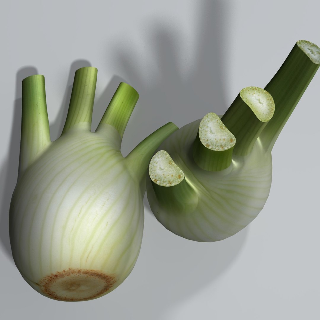 Fennel Perennial Herb 3d Model