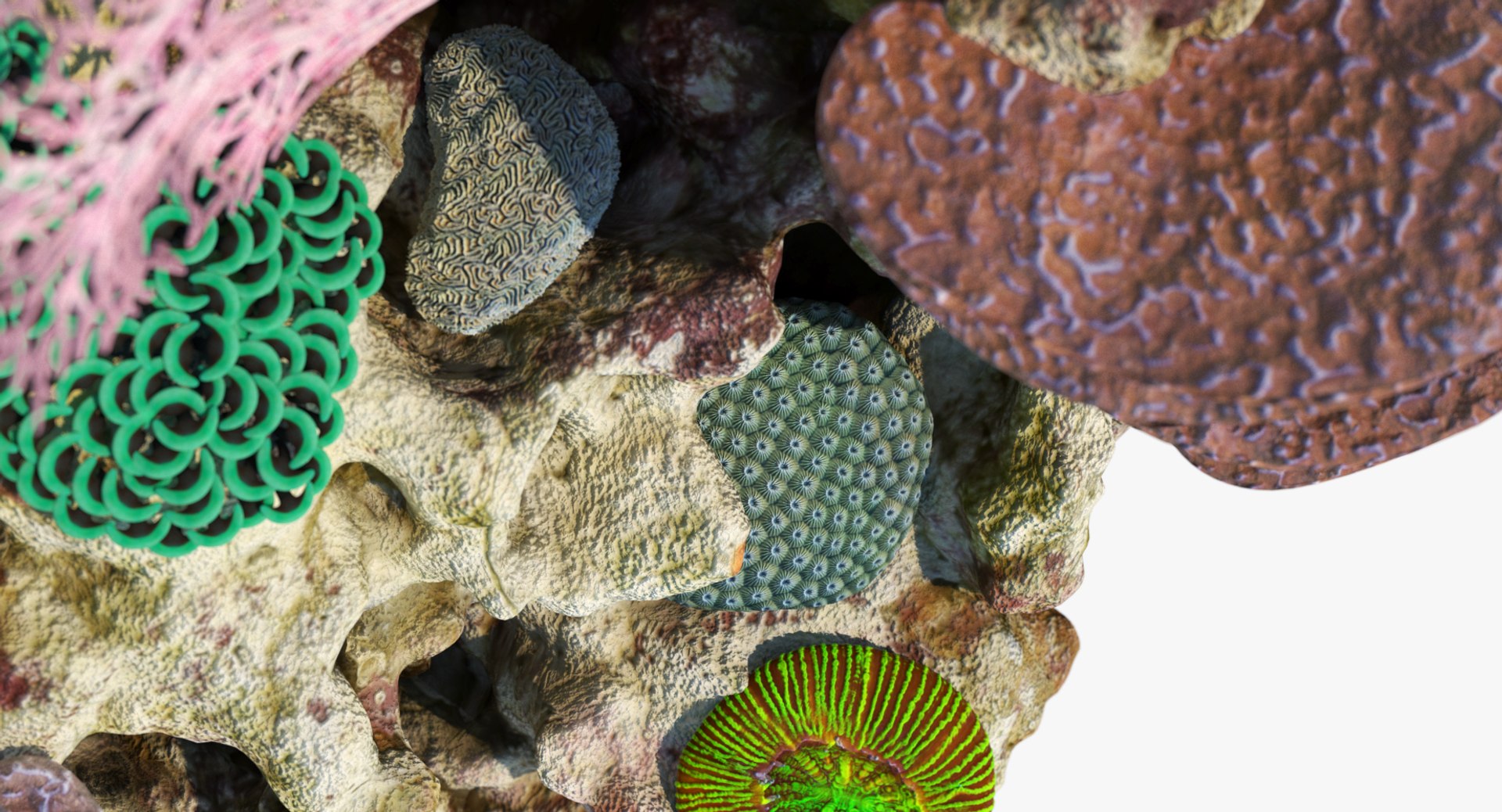 3D coral reef model - TurboSquid 1243686