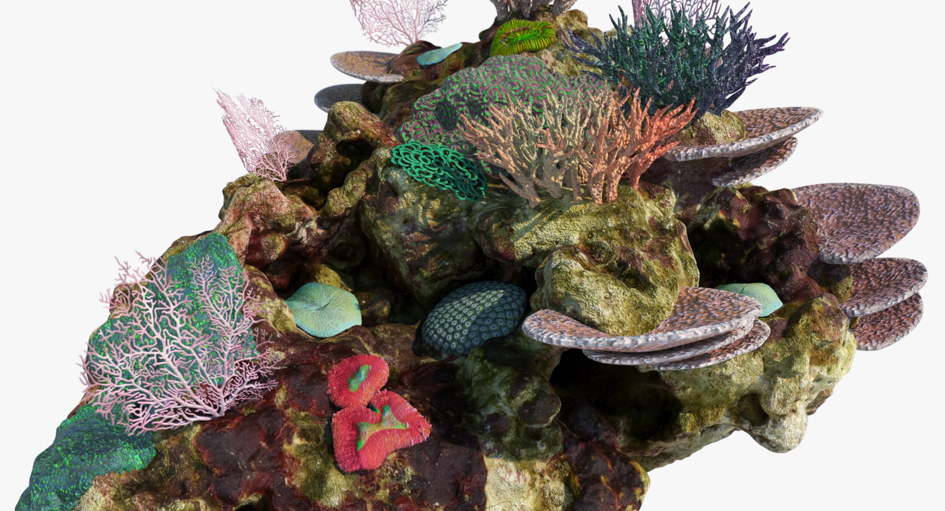 3D Coral Reef Model - TurboSquid 1243686