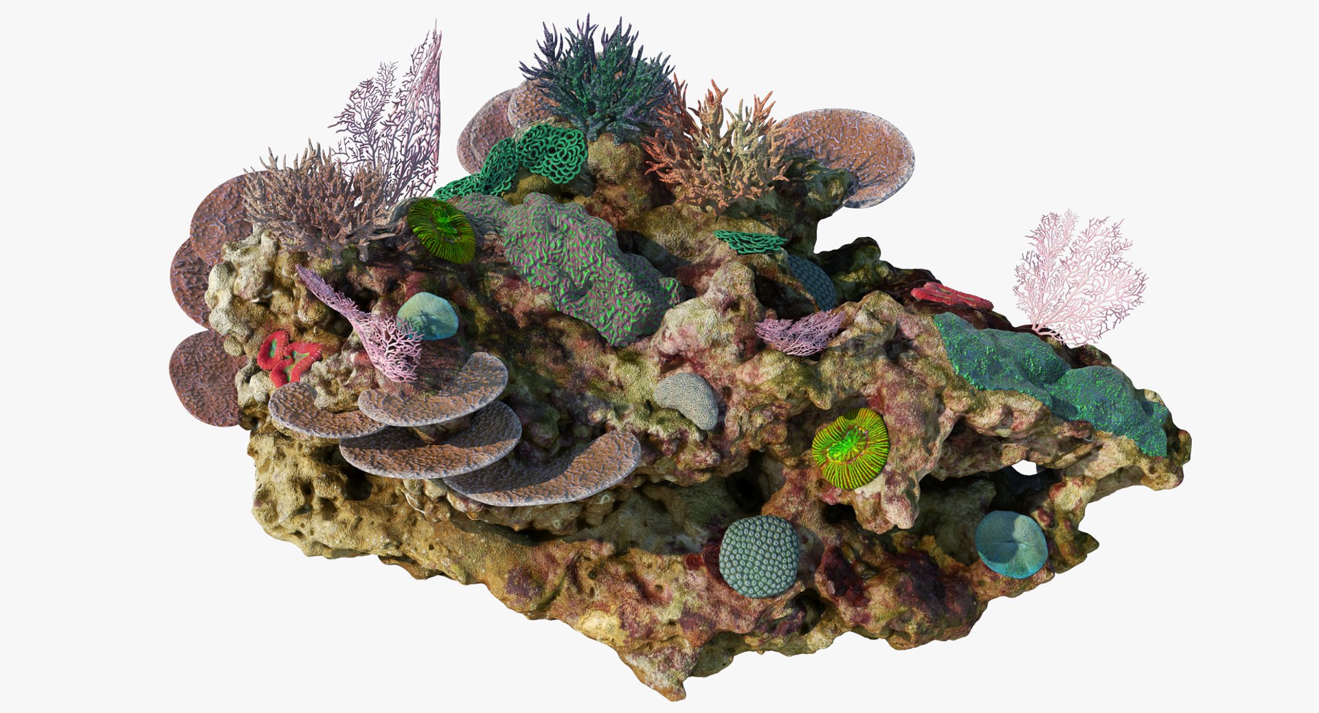 3D Coral Reef Model - TurboSquid 1243686