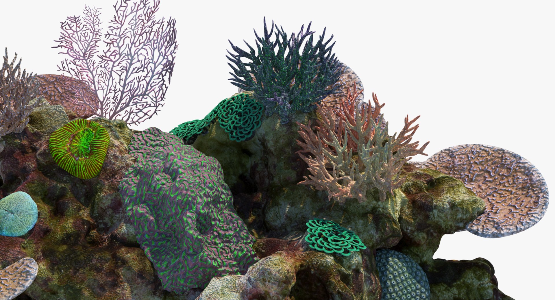 3D Coral Reef Model - TurboSquid 1243686