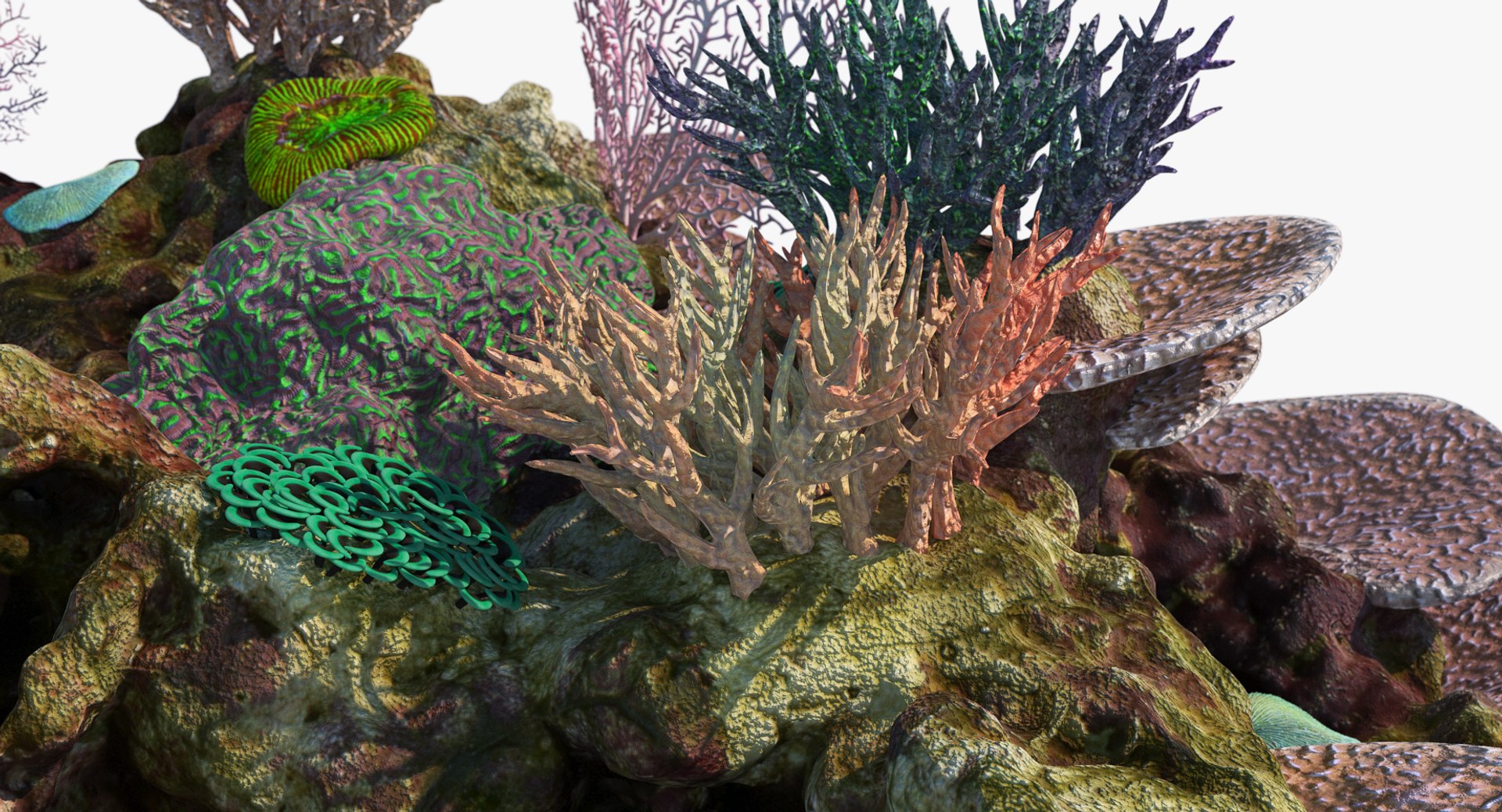3D Coral Reef Model - TurboSquid 1243686