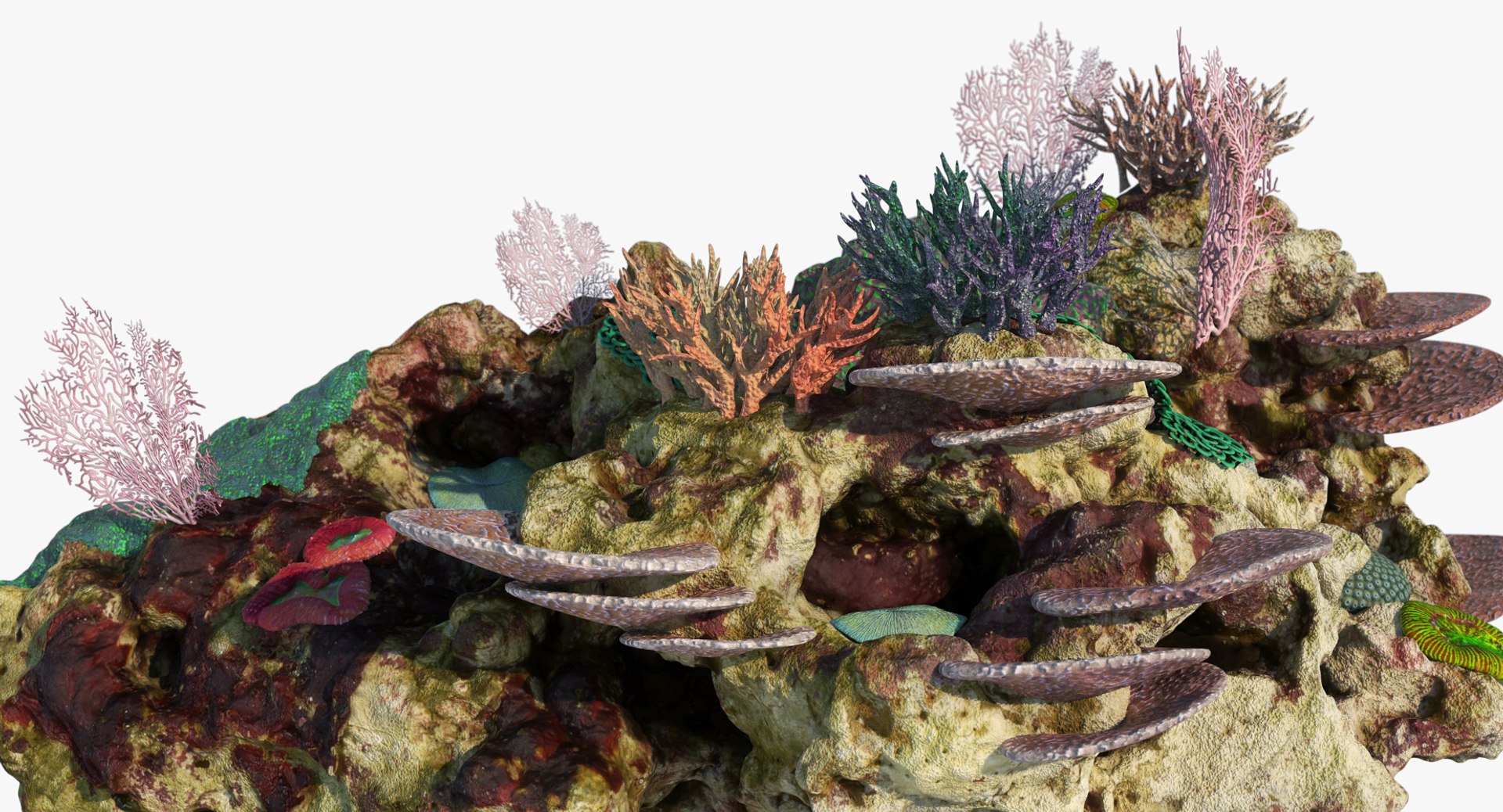 3D Coral Reef Model - TurboSquid 1243686