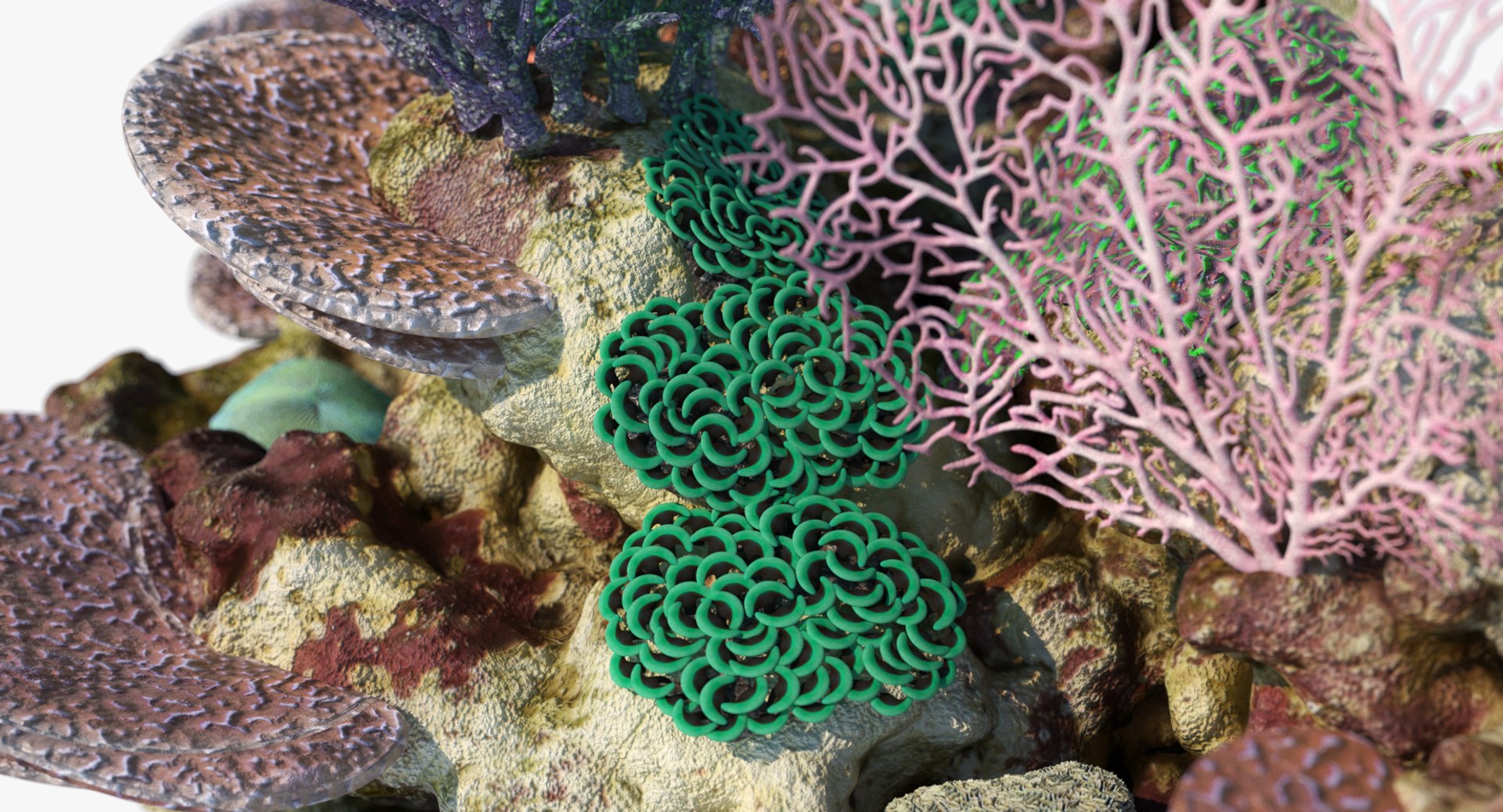 3D coral reef model - TurboSquid 1243686