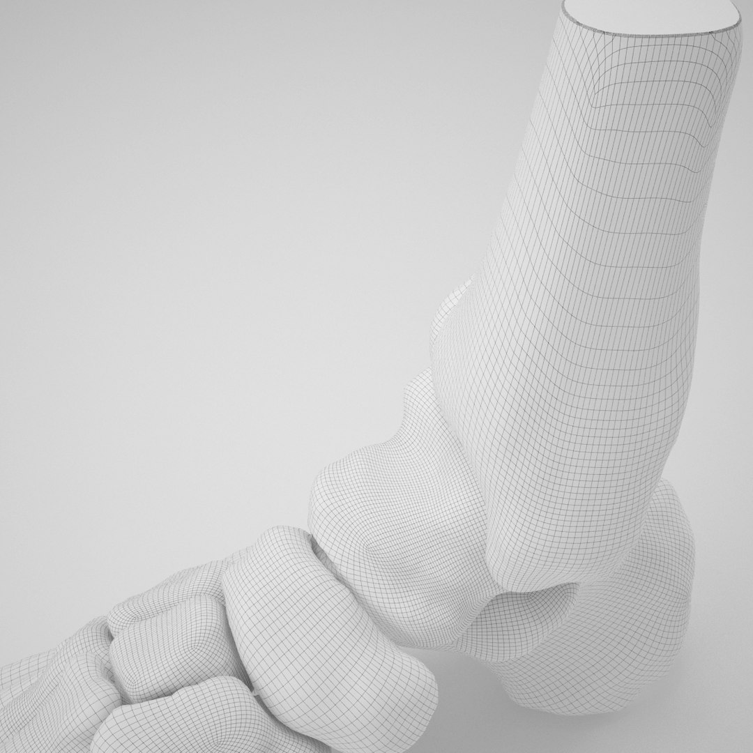 3d Human Foot