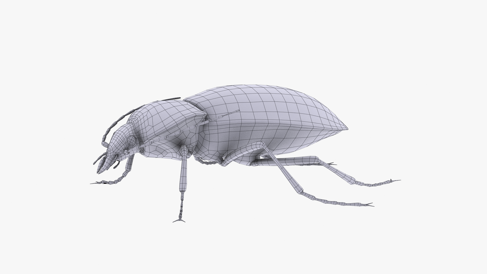 3d carabus auratus