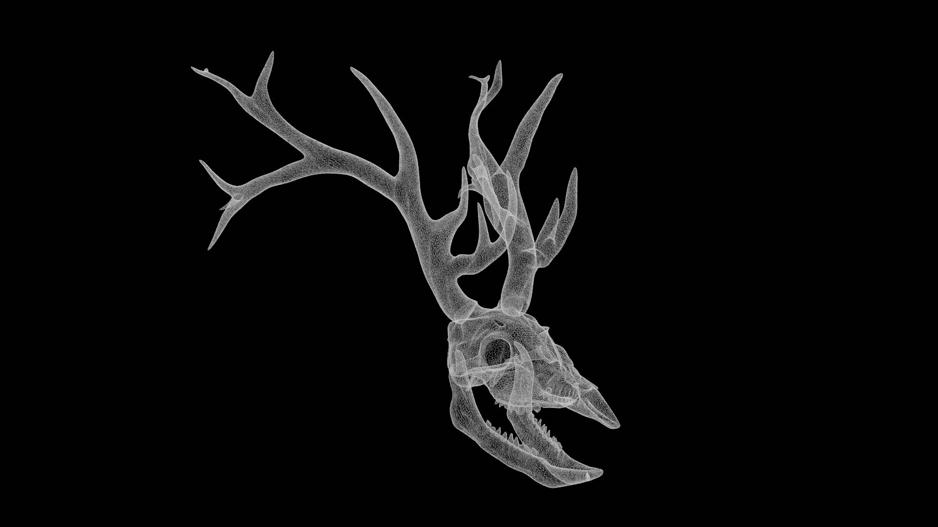 3D Deer Skull Model - TurboSquid 1856391