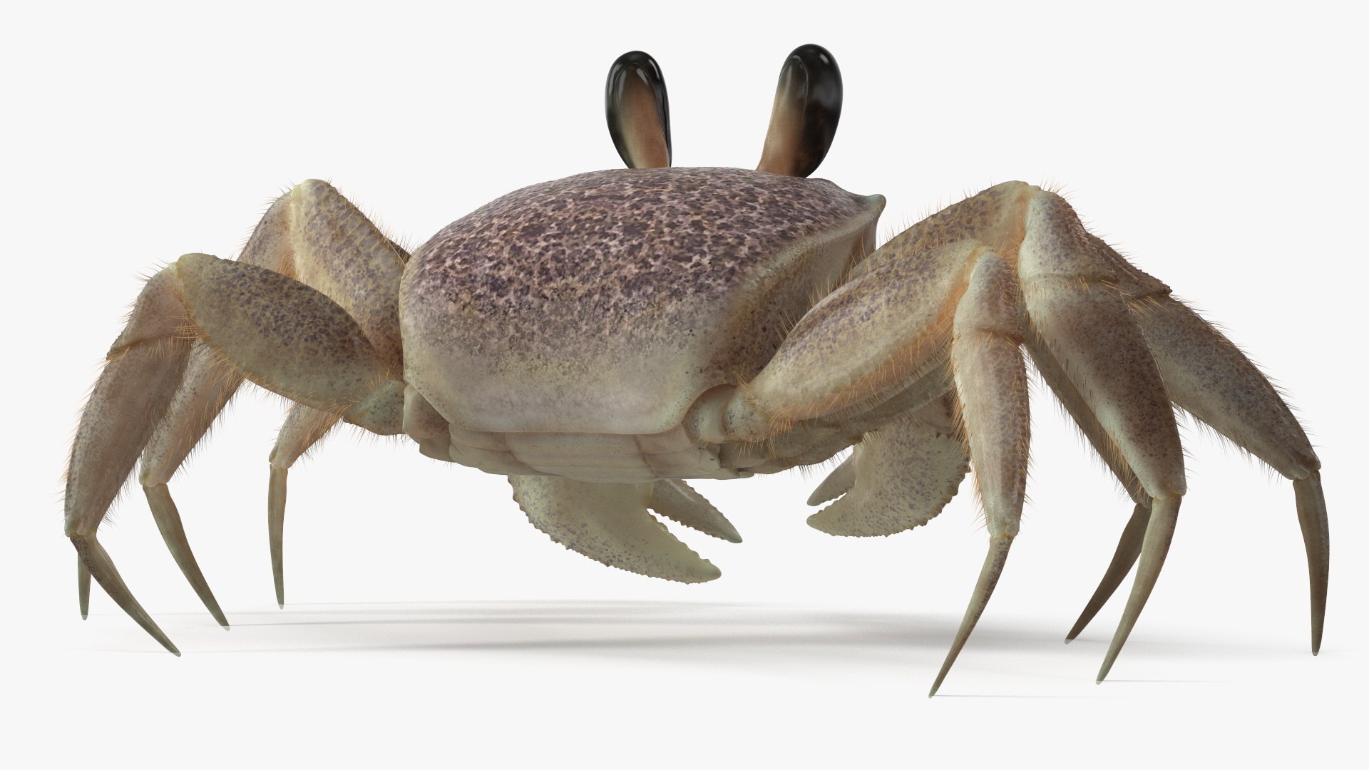Tropical Ghost Crab Moving Pose Pink Beige Fur 3D - TurboSquid 2419928