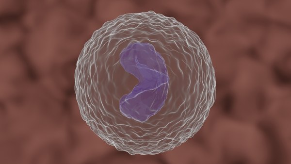 Cell Nucleus 3D Models for Download | TurboSquid