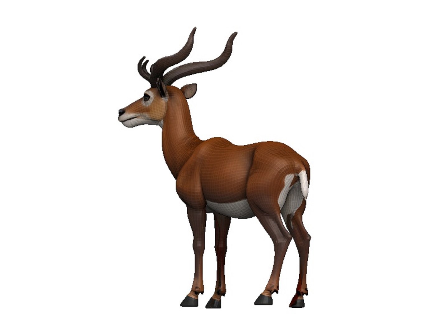 Okapi Model - TurboSquid 2435208