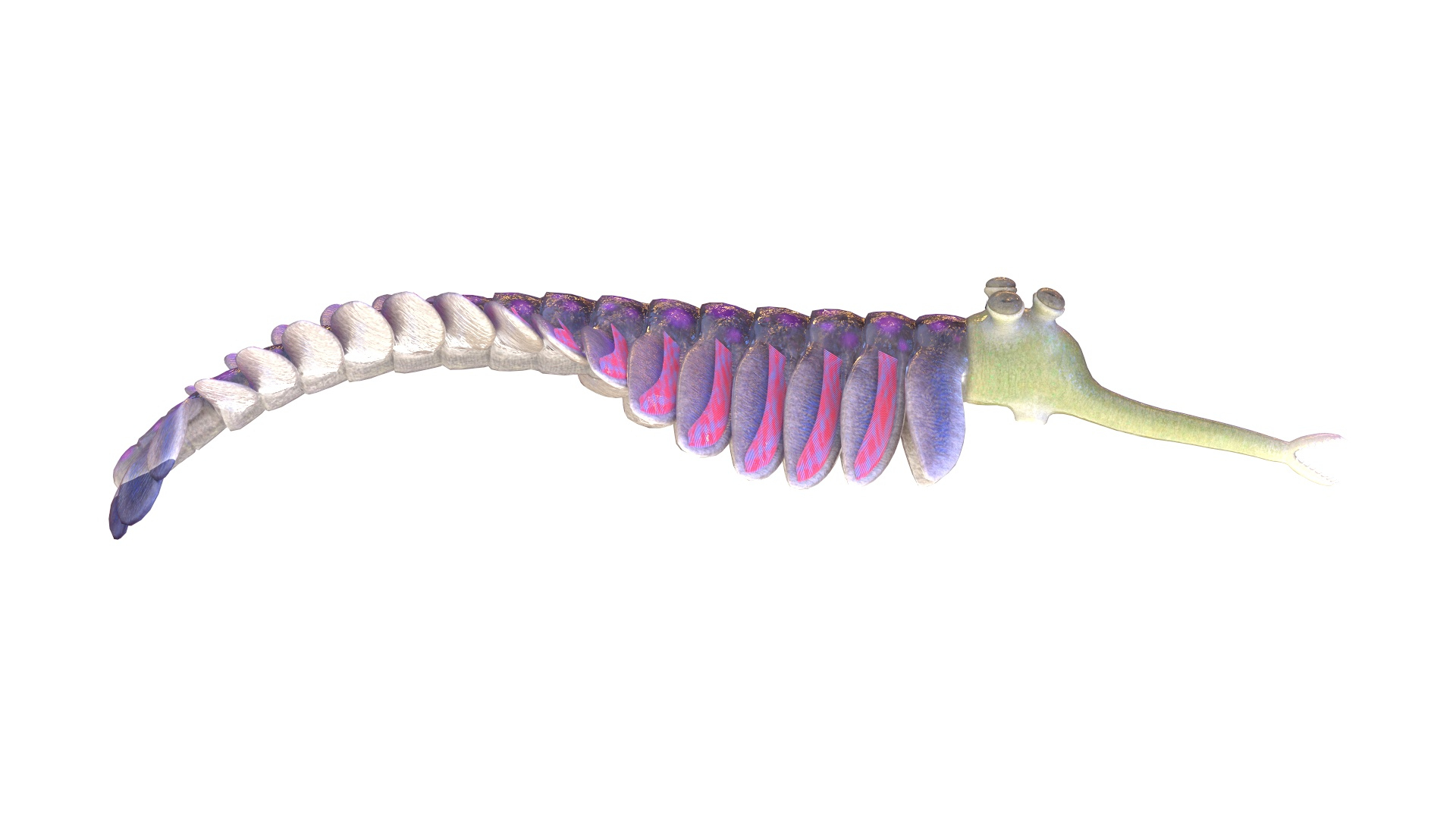 3D Opabinia Animated - TurboSquid 1783888