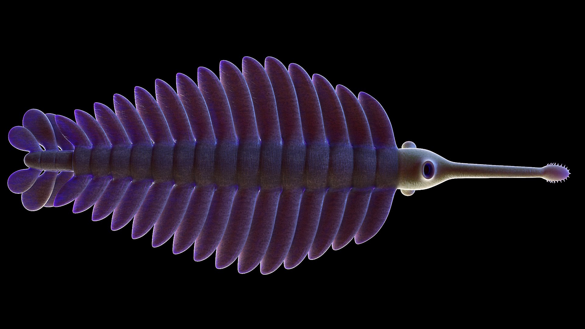 3D Opabinia Animated - TurboSquid 1783888