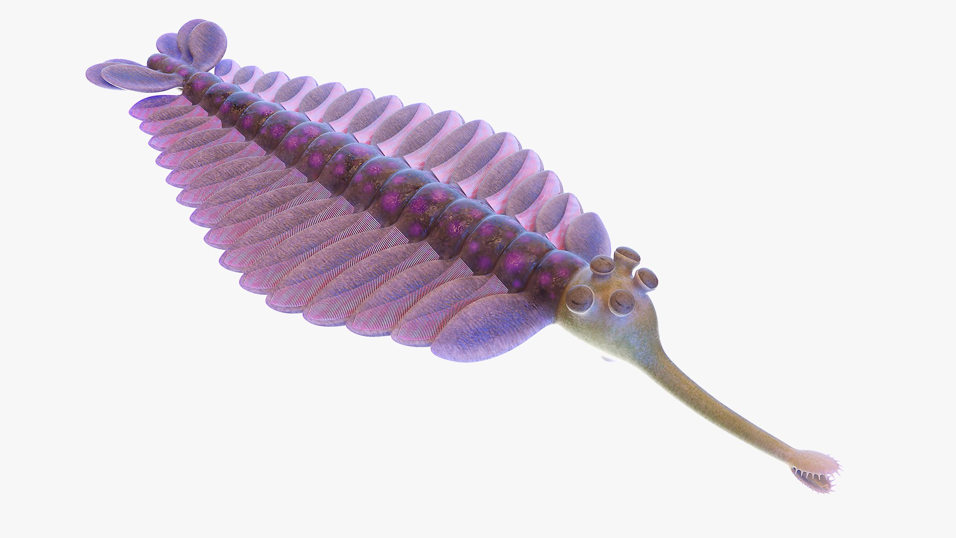3D Opabinia Animated - TurboSquid 1783888