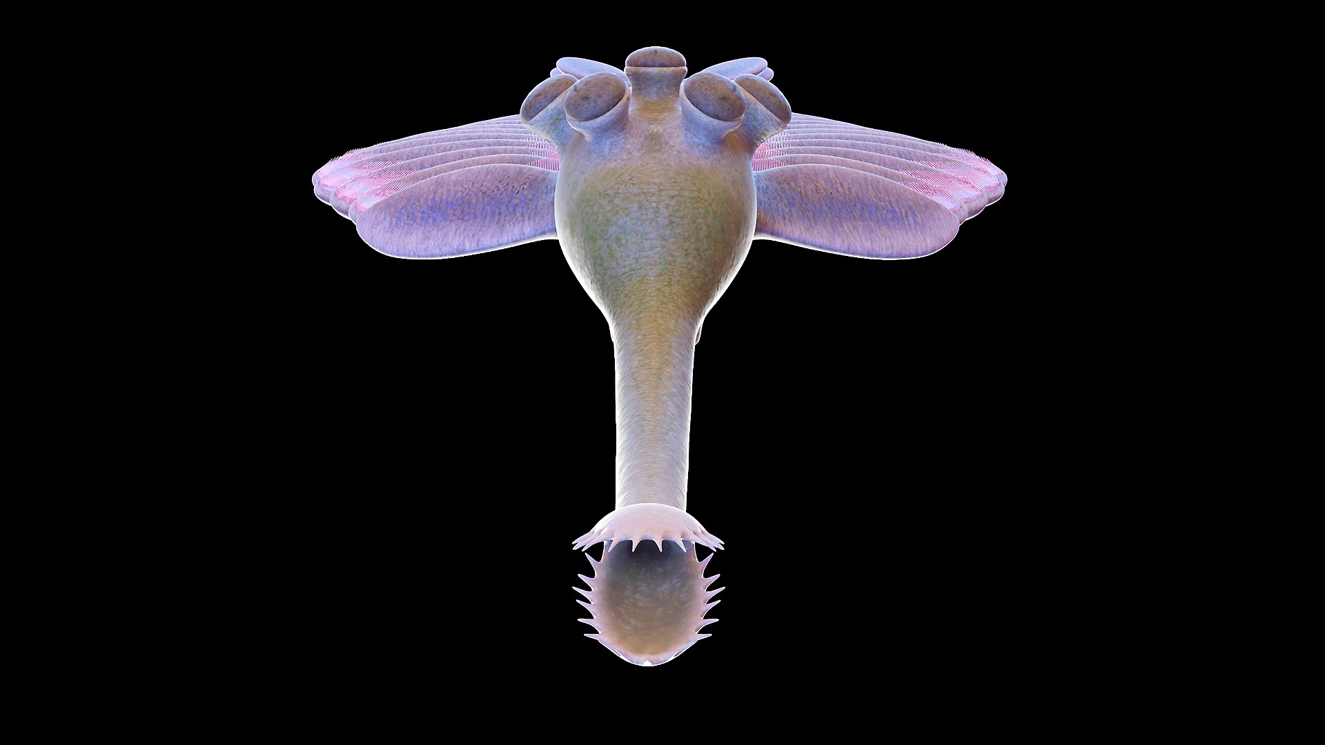 3D Opabinia Animated - TurboSquid 1783888