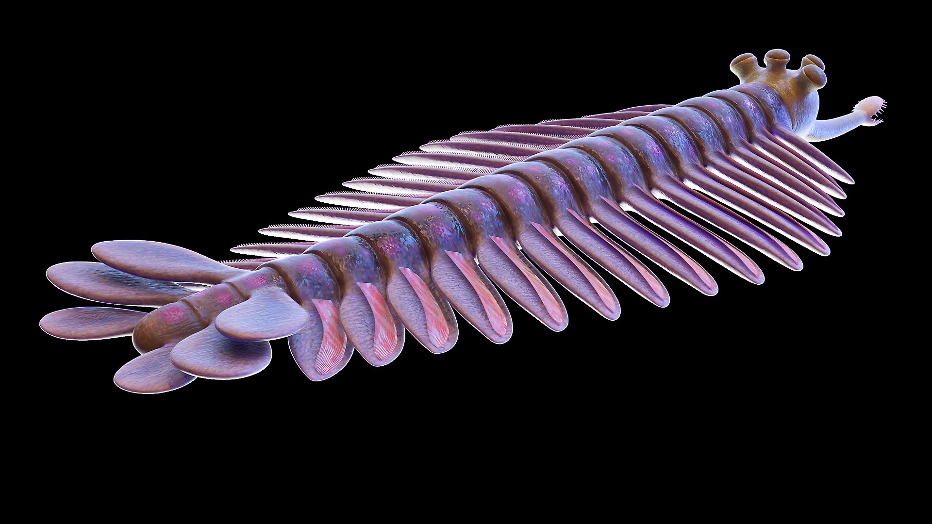 3D Opabinia Animated - TurboSquid 1783888