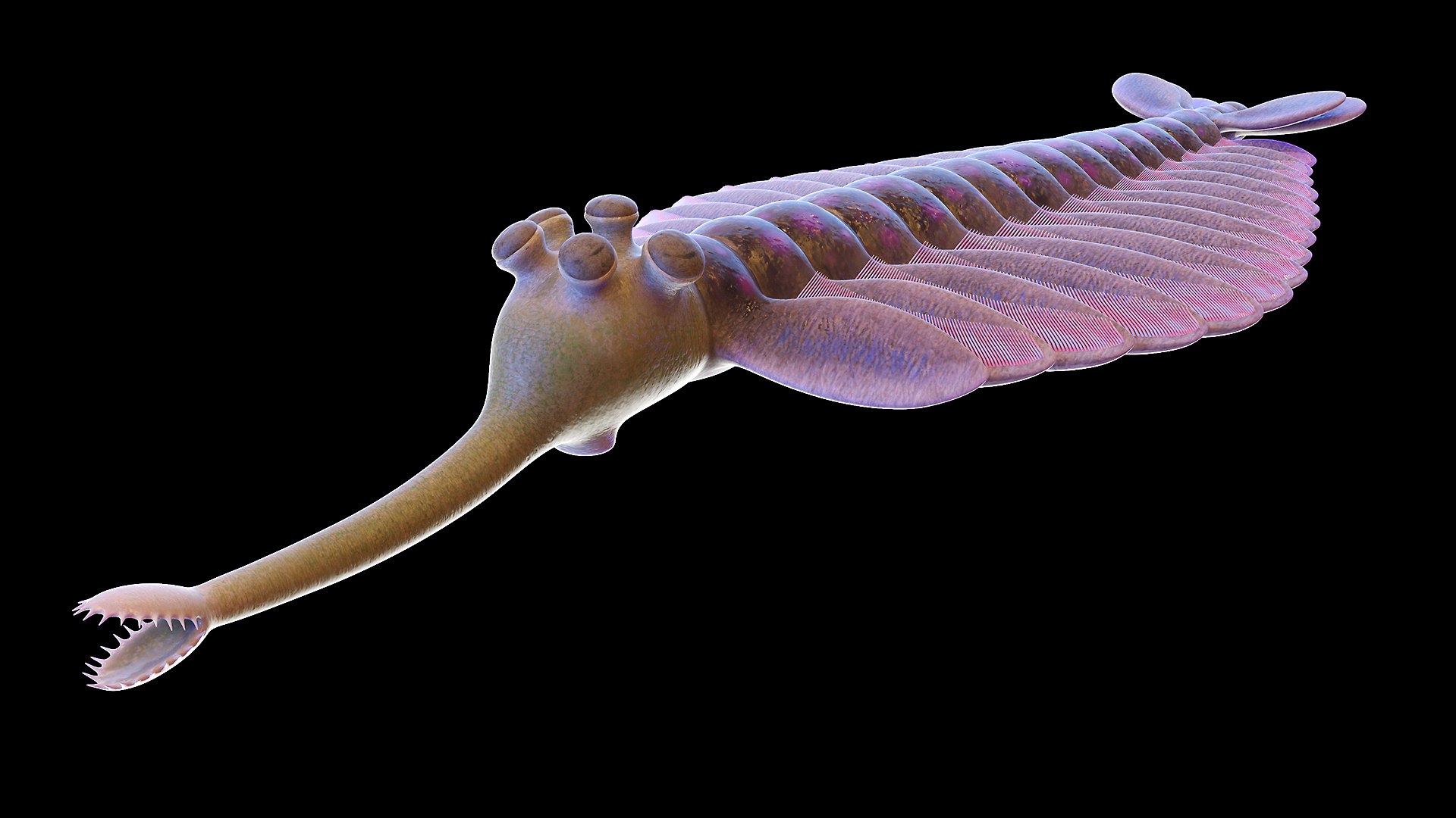 3D Opabinia Animated - TurboSquid 1783888