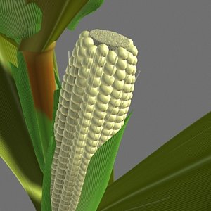 Corn On The Cob 3D Studio Models for Download | TurboSquid