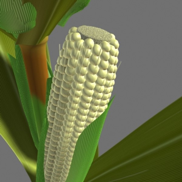 corn cob 3d model