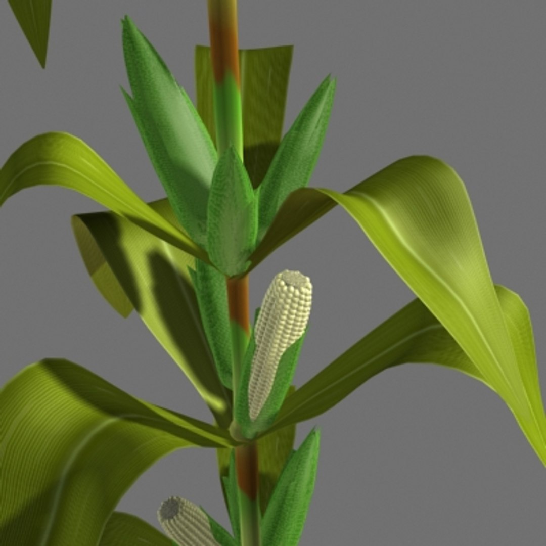 Corn Cob 3d Model