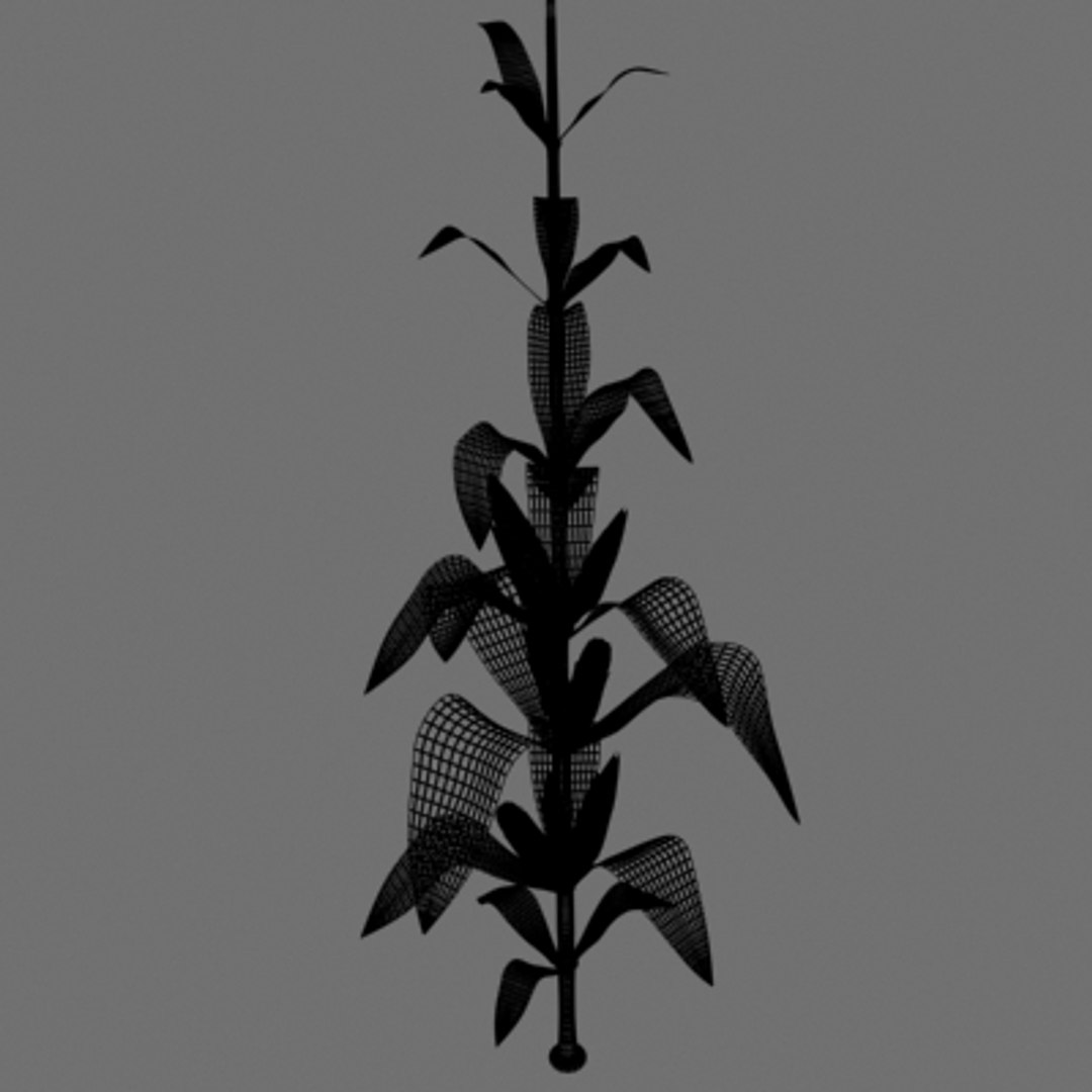 Corn Cob 3d Model
