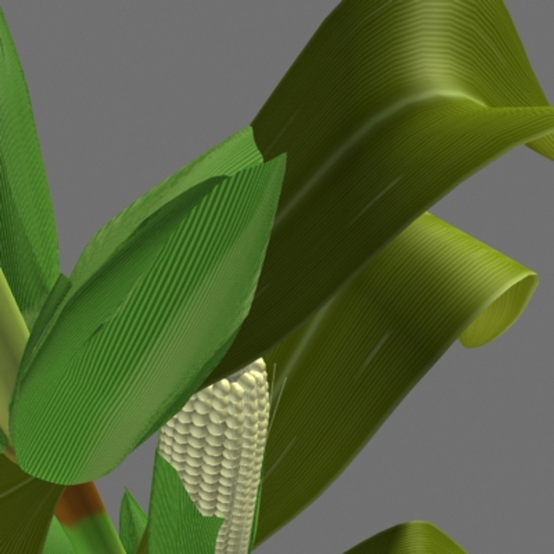 Corn Cob 3d Model