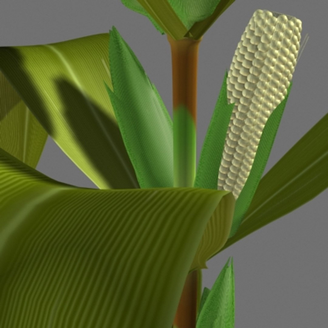 Corn Cob 3d Model