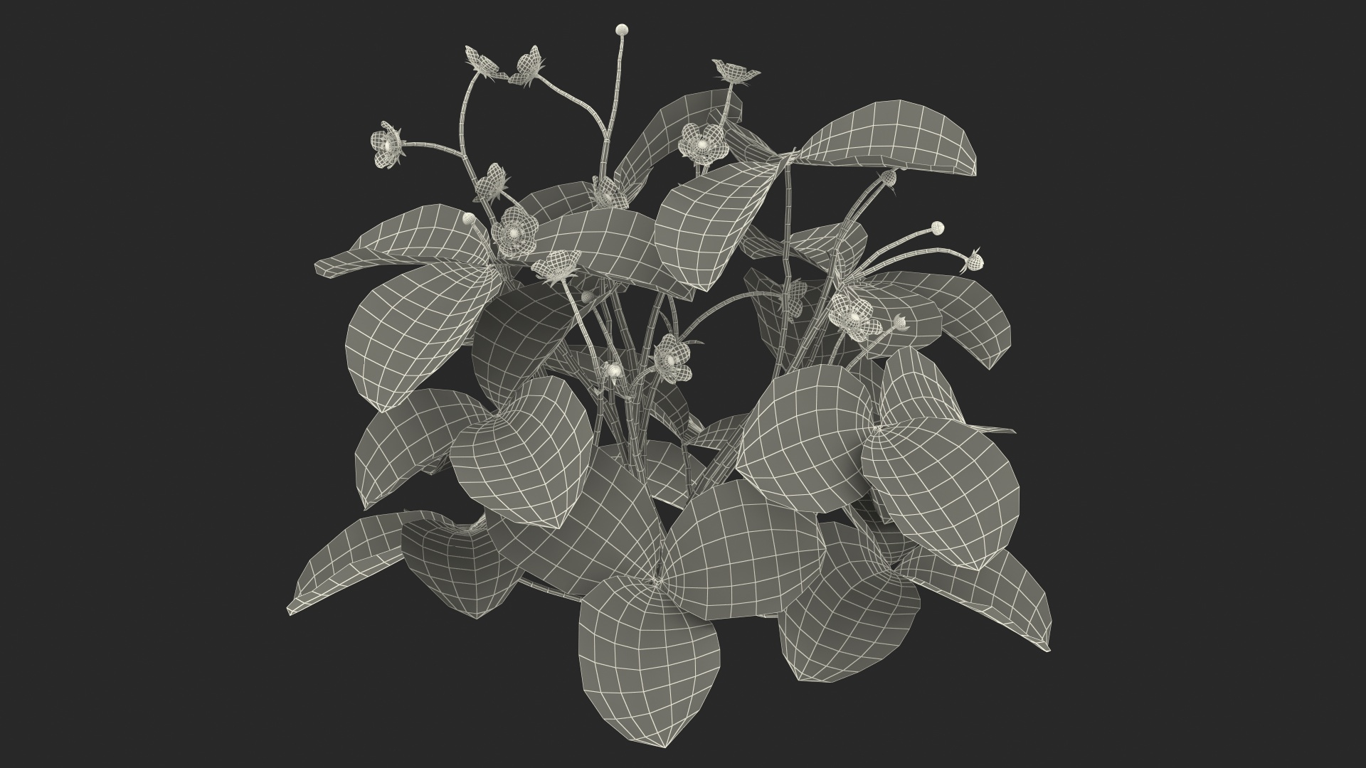 Blooming Strawberry Plant Berry Model - TurboSquid 1623290