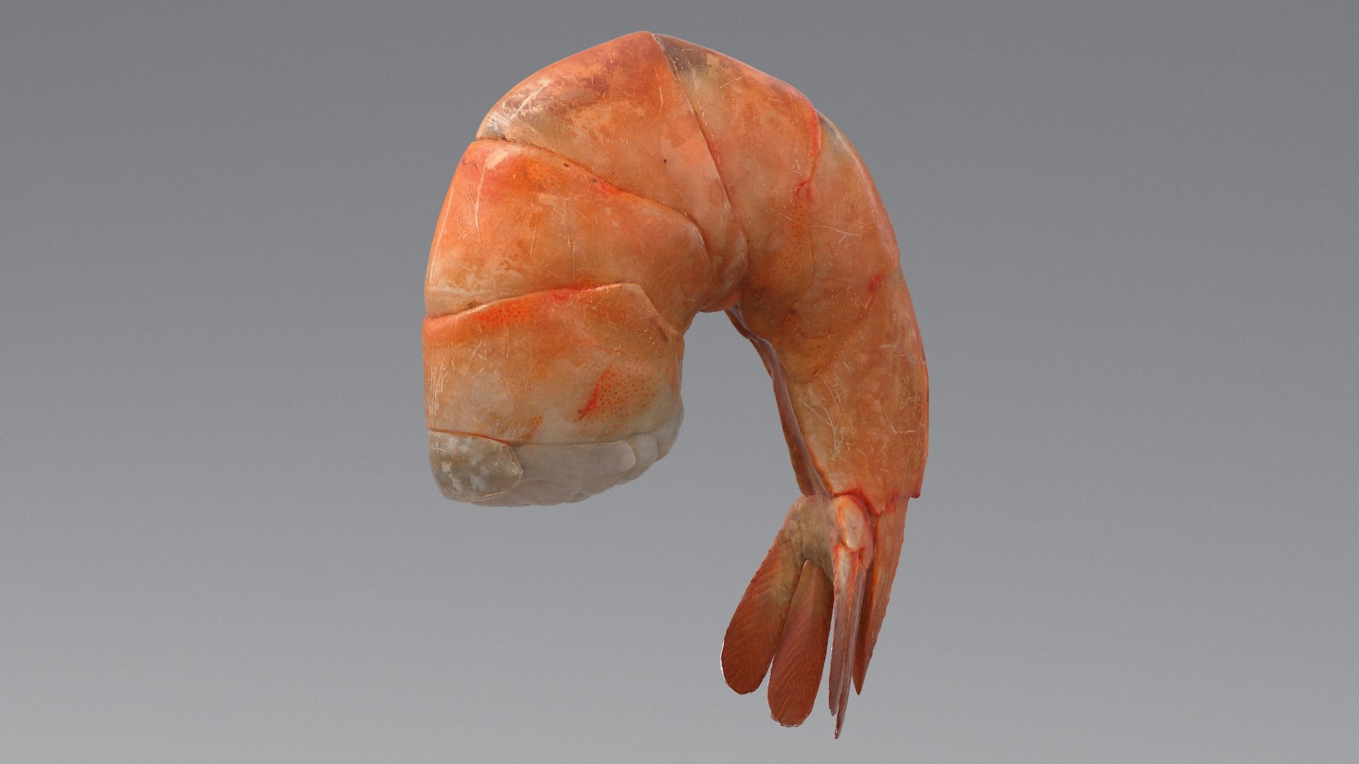 Realistic Shrimp 3D model - TurboSquid 1801198