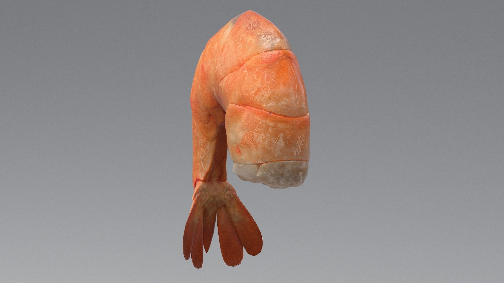 Realistic Shrimp 3D Model - TurboSquid 1801198