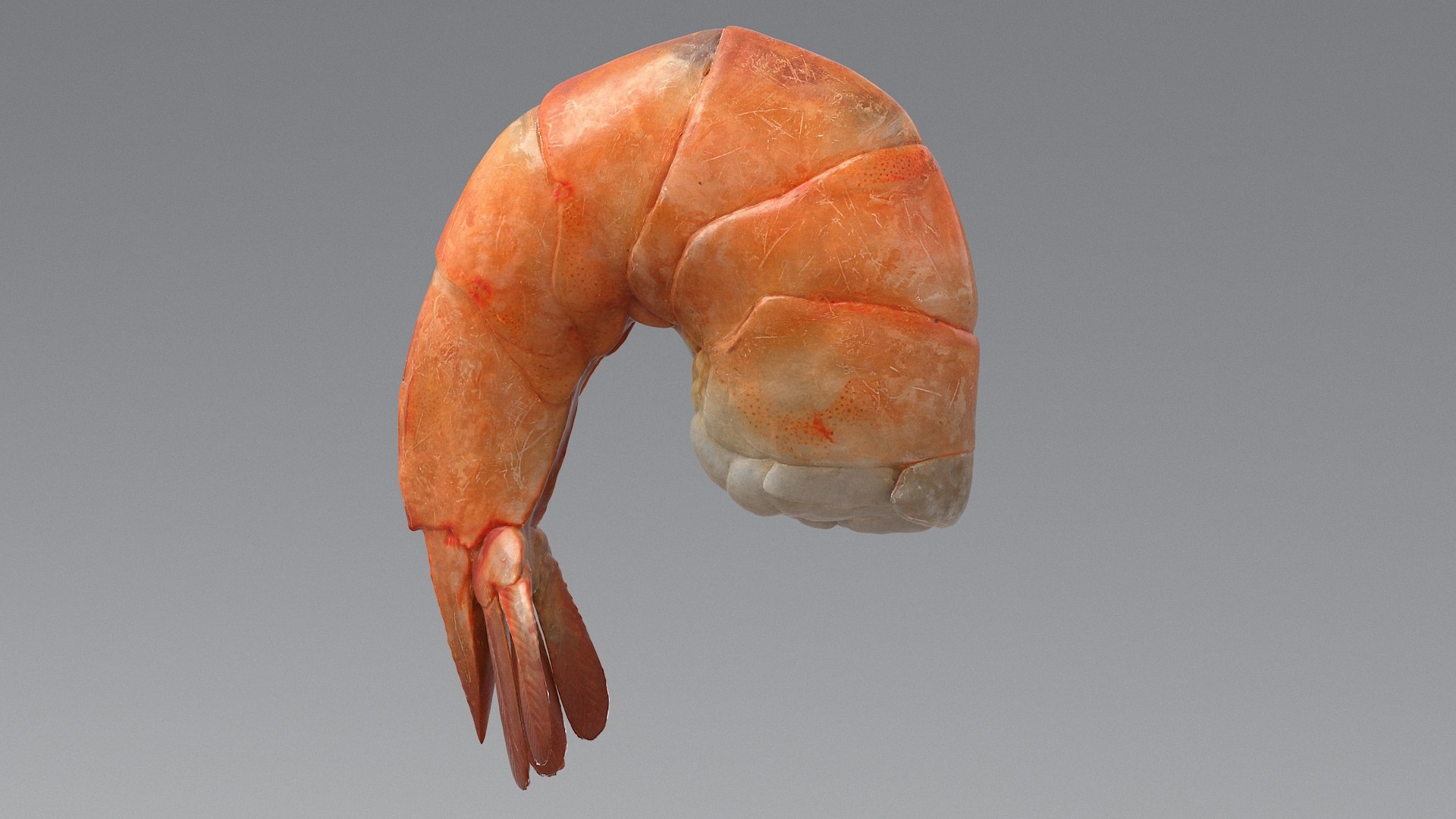 Realistic Shrimp 3D Model - TurboSquid 1801198