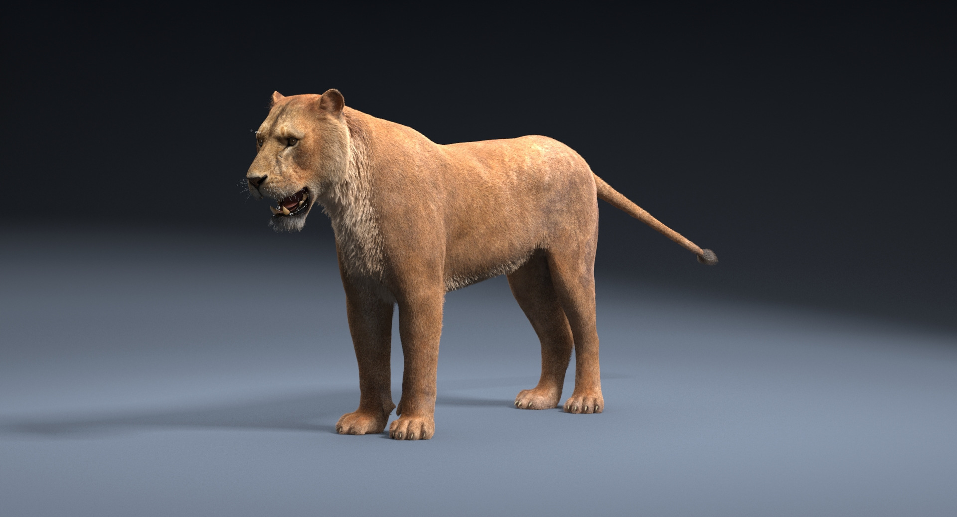 3d ma rigged lioness fur