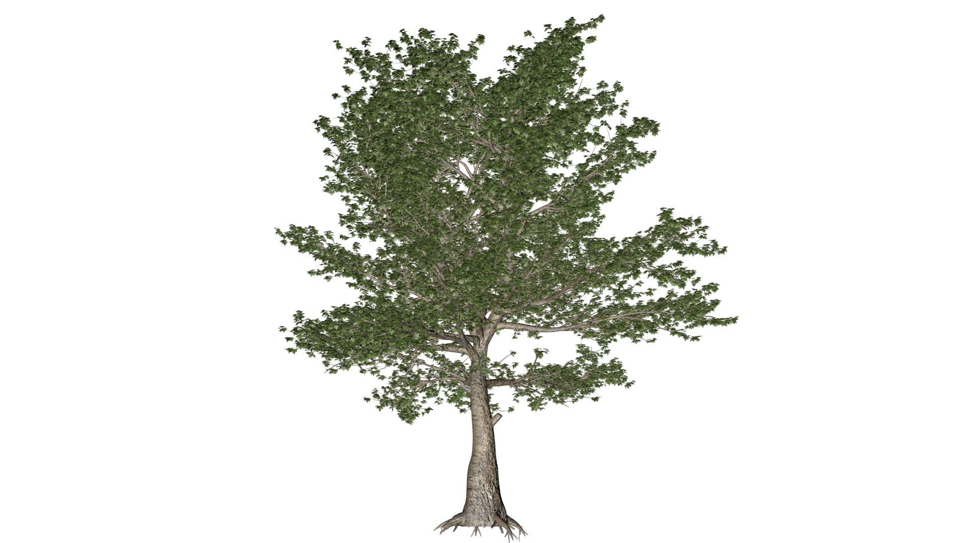 3D American Sycamore Tree - 04 - - TurboSquid 2374312
