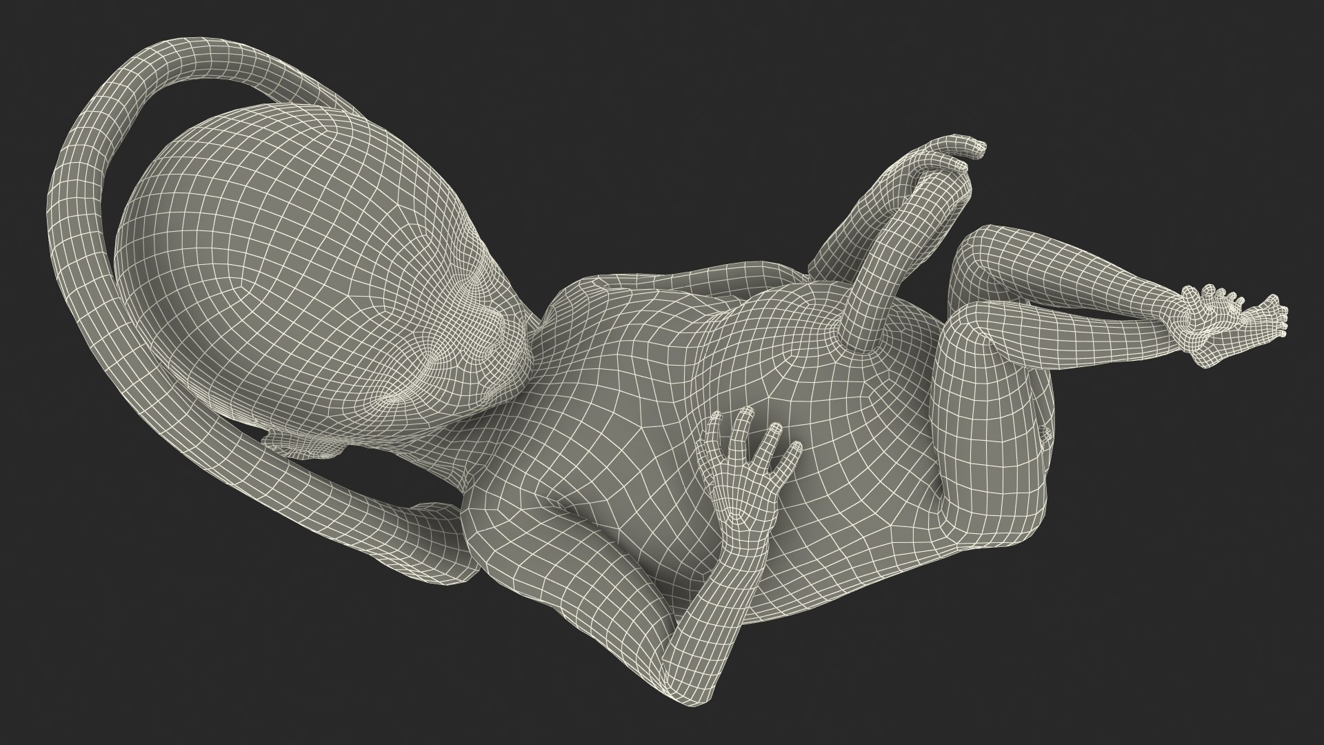 Human fetus 16 weeks 3D - TurboSquid 1665168