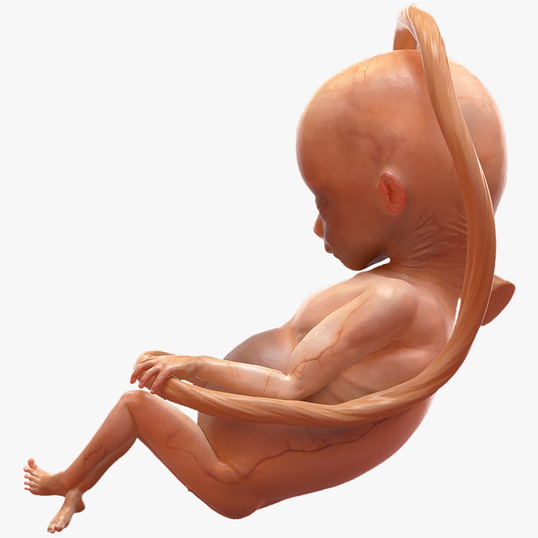 human embryo 16 weeks