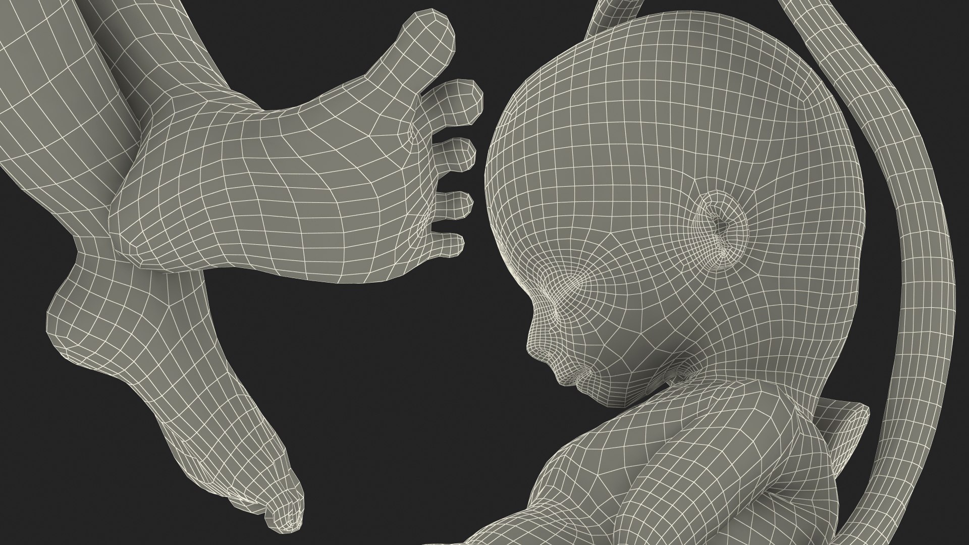 Human fetus 16 weeks 3D - TurboSquid 1665168