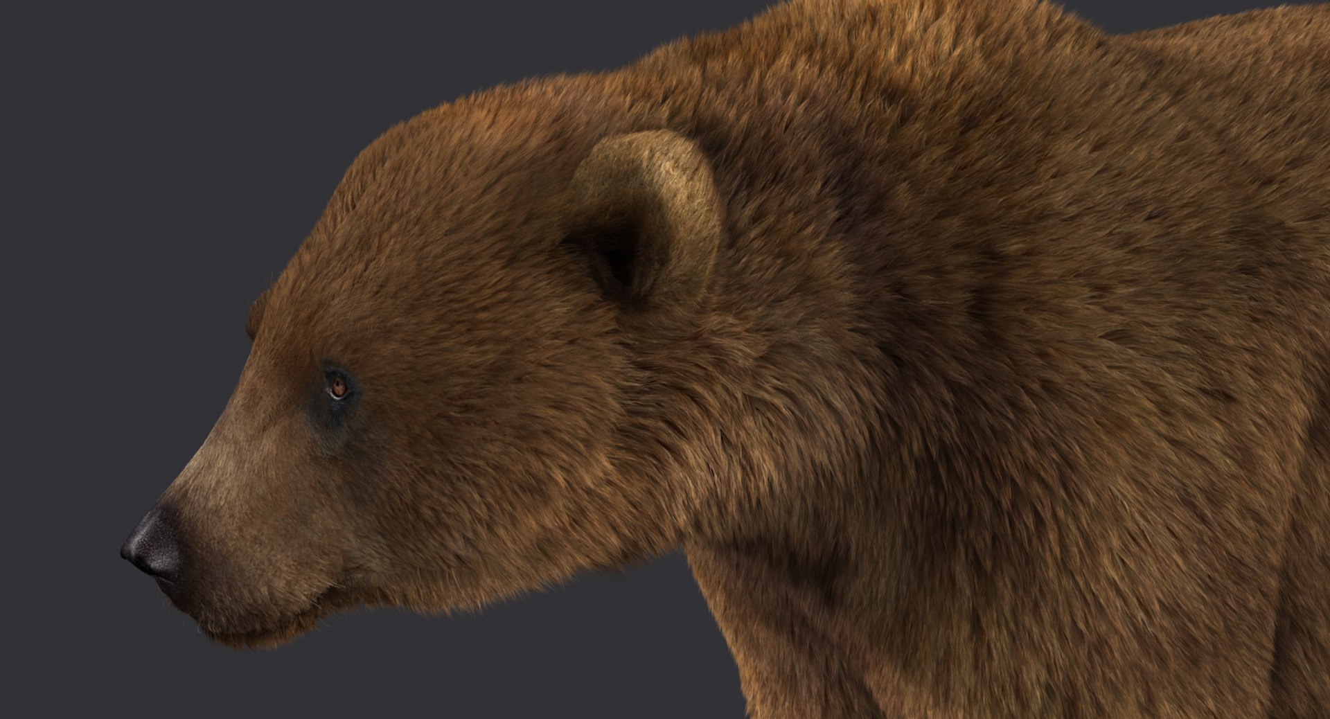 3d Bear 2 Fur Model