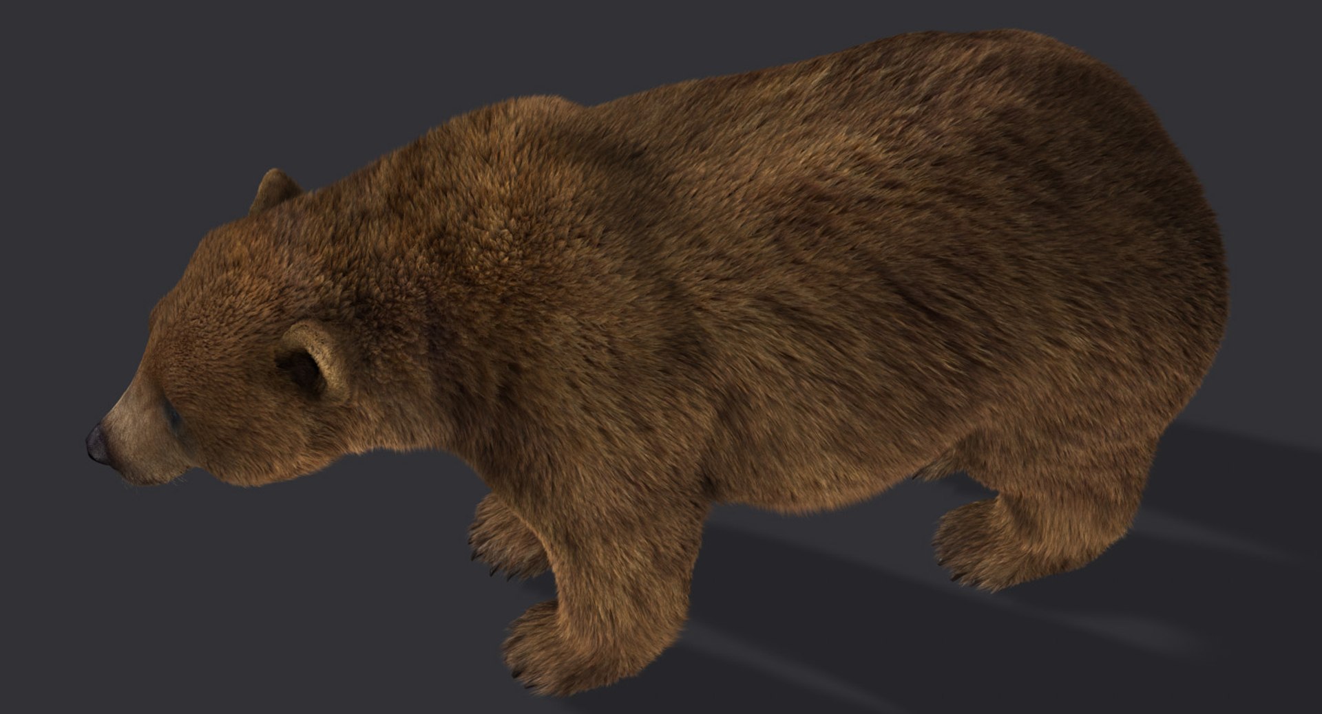 3d Bear 2 Fur Model