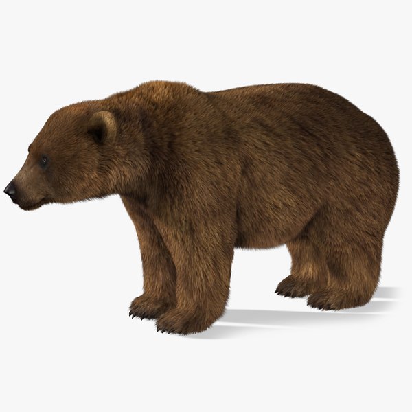 Bear Furry OBJ Models for Download | TurboSquid