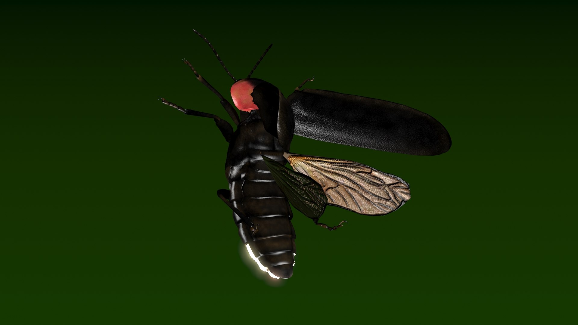 Firefly Fly 3D Model - TurboSquid 1552933